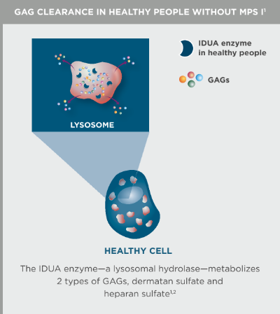 PATHOGENESIS OF MPS I