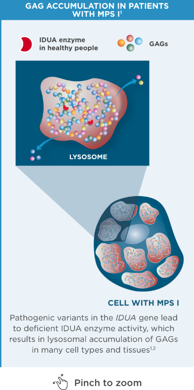 PATHOGENESIS OF MPS I