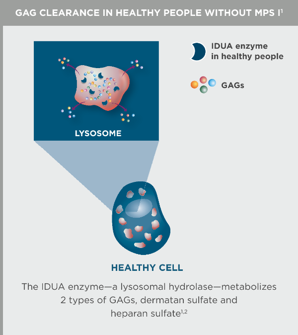 PATHOGENESIS OF MPS I